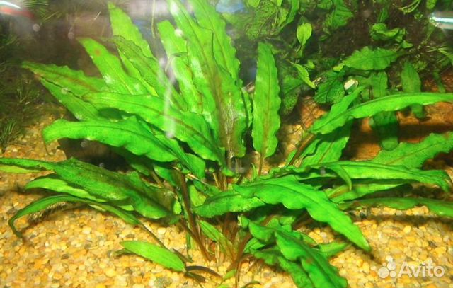 Криптокорина