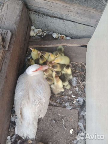 Индоутята с мамой