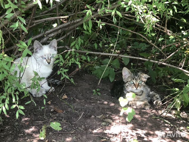 Котята в добрые руки