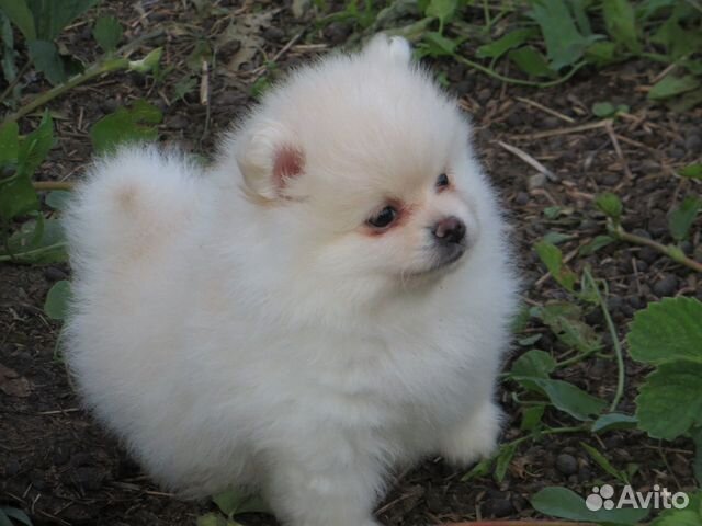 Померанские шпицы светлячки