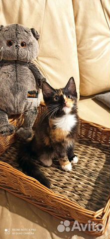 Котята ищат дом