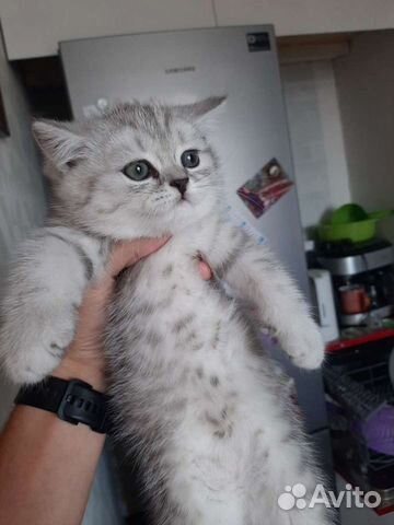 Шотландский котенок