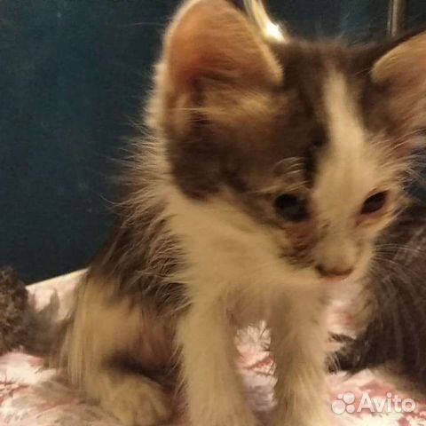 Помощь кошке и её котосемье