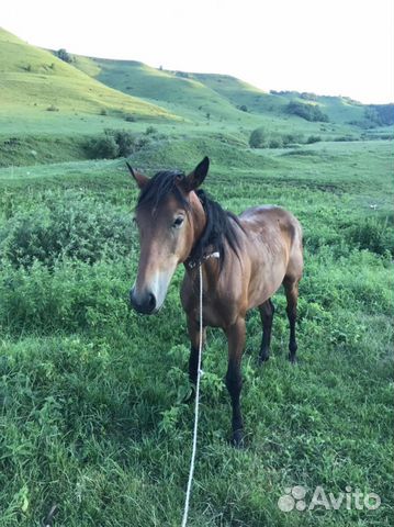 Лошадь, мерин