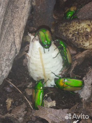 Бронзовка тропическая