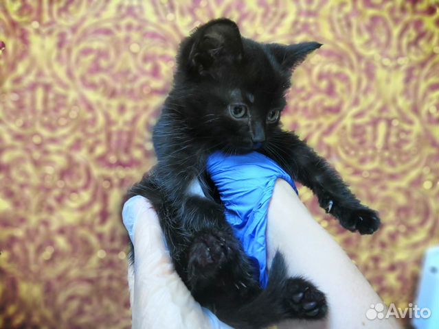 Котенок, черная кошечка