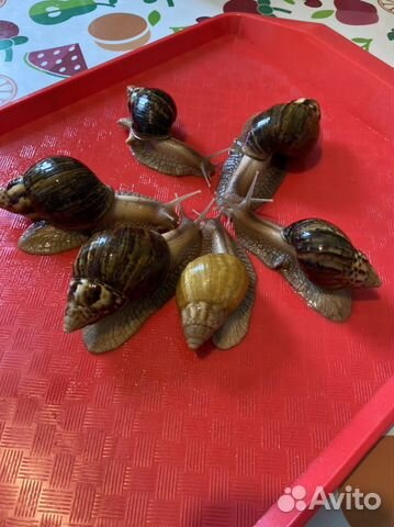 Улитки ахатины бесплатно