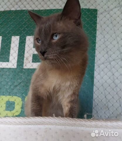 Элвис. Роскошный кот в добрые руки