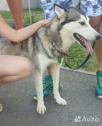 Замечательная девочка хасочка