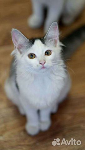 Очаровательные кошечки в добрые руки