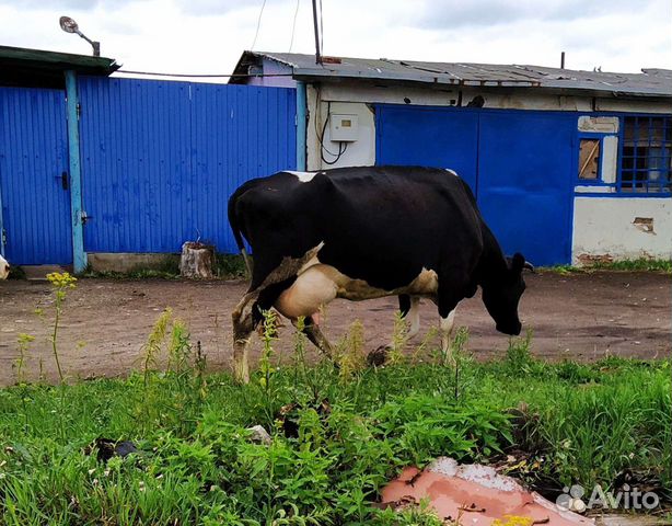 Коровы дойные молочные