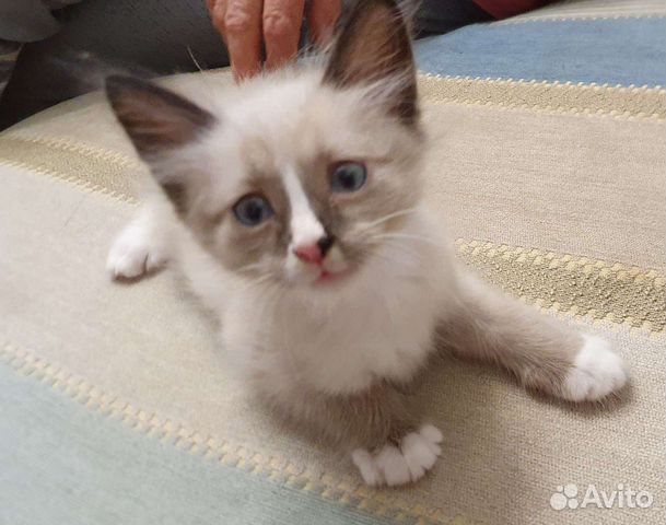 Котёнок-мальчик, 1,5 мес., окрас тайский, сноу шу