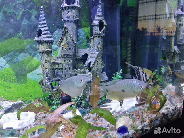 Аквариумные рыбки