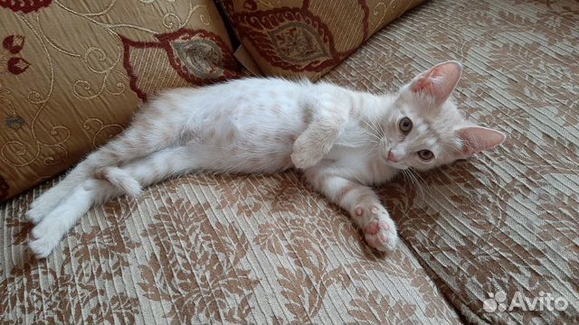 Без рыжего кота, жизнь совсем не та