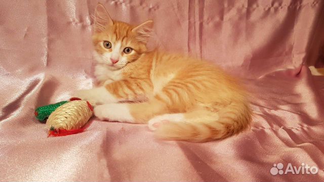 Котенок рыжий Лео 2,5мес в дар