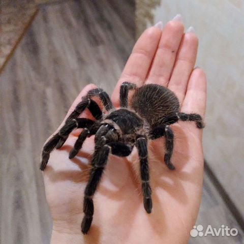 Паук