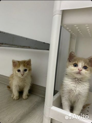 Ищут дом рыжие котята