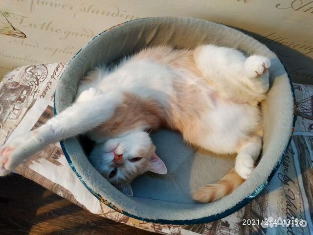 Кошки в добрые руки бесплатно