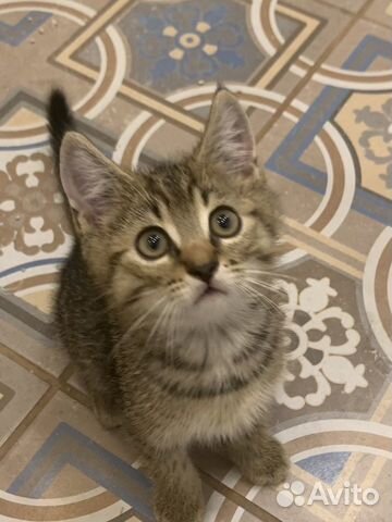 Котенок-мальчик в добрые руки