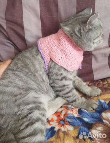 Одежда для кошек