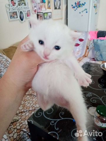 Британские котята