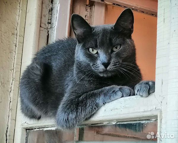 Русская голубая