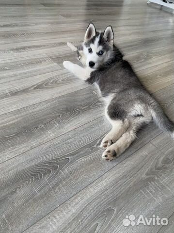 Сибирский хаски щенок