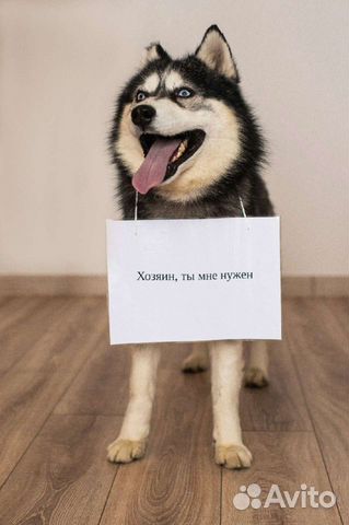 Тося ищет дом