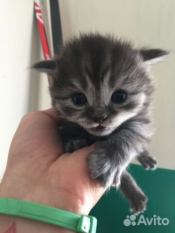 Милые котята ищут хозяев