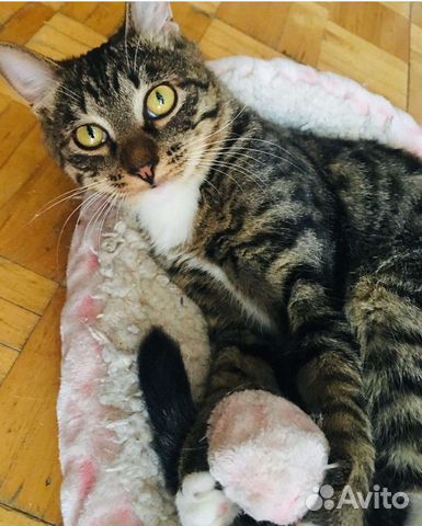 Котенок Проня