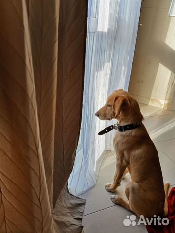 Щенок 10 месяцев