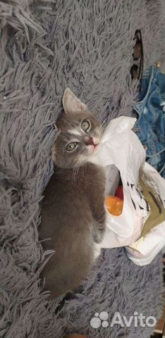 Котенок серый