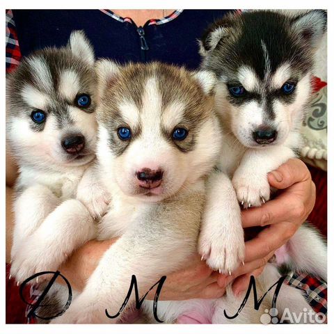 Очаровательные хаски