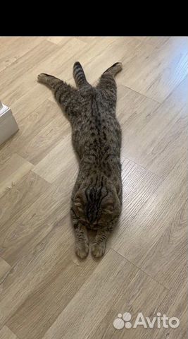Кот обормот в дар бесплатно добрые руки
