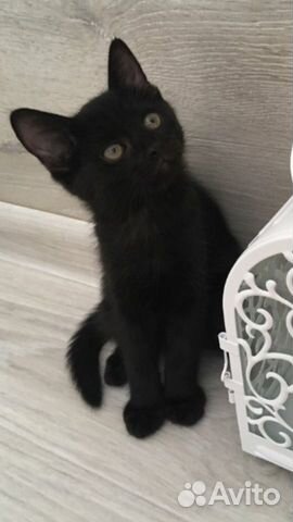 Пацанчик ищет дом