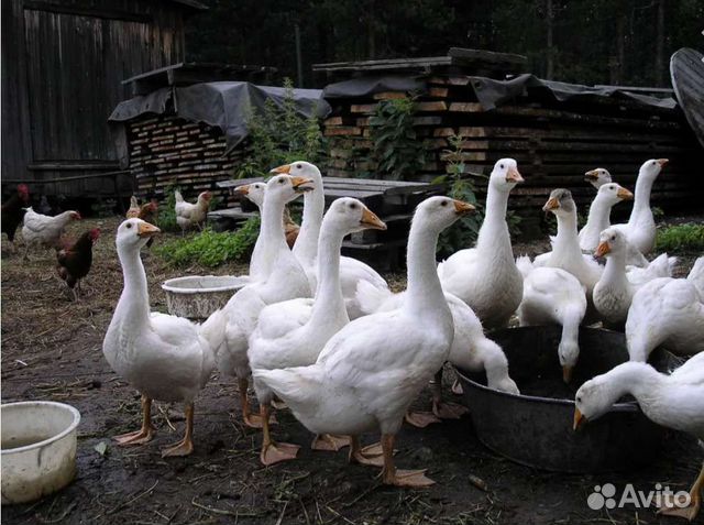 Гуси, утки