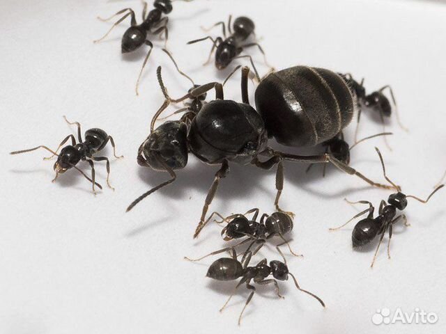 Lasius niger