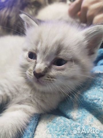 Продам милых котят