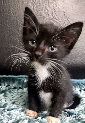 Кошки в добрые руки