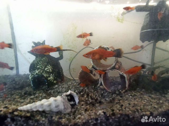 Рыбки меченосцы