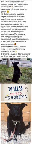 Пёсик Ромка