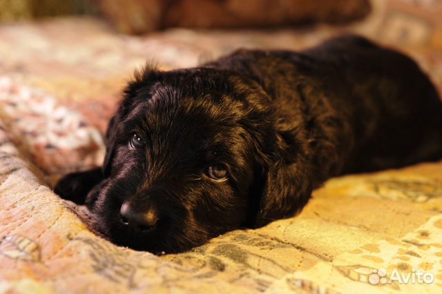 Продажа щенки Русского Черного Терьра