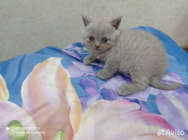 Шотландские котята