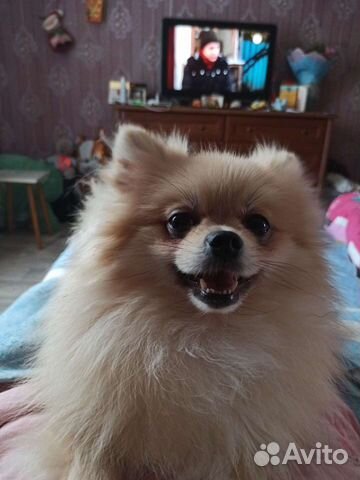 Шпиц померанский девочка 2.5 года здорова