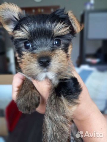 Йоркширский терьер мини беби фейс