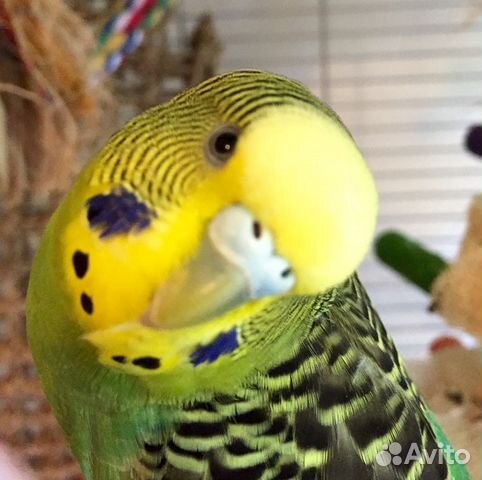 Попугай волнистый