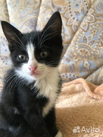 Котята ищут друга