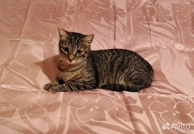 Чудо котя Пряня ищет дом