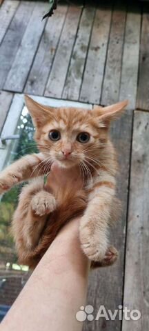 Котенок Рыжик в дар