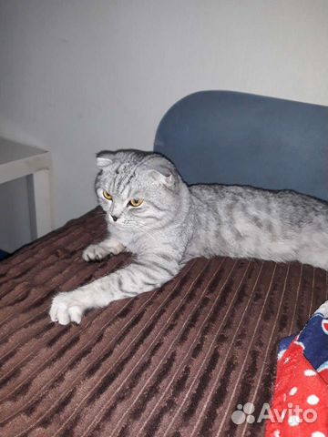 Шотландская